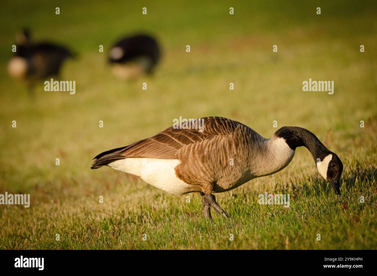 Large goose species hi-res stock photography and images - Alamy