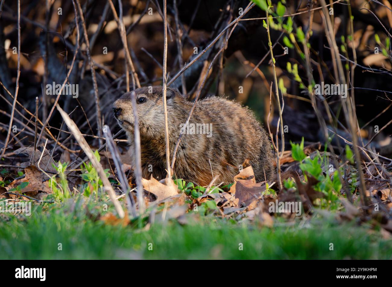 Groundhog photo hi-res stock photography and images - Alamy