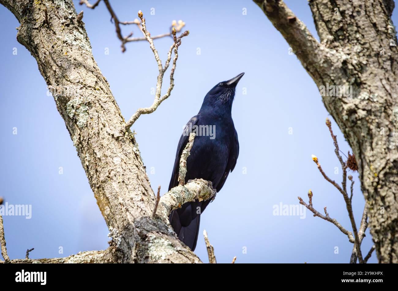 American Crow in Tree Stock Photo - Alamy