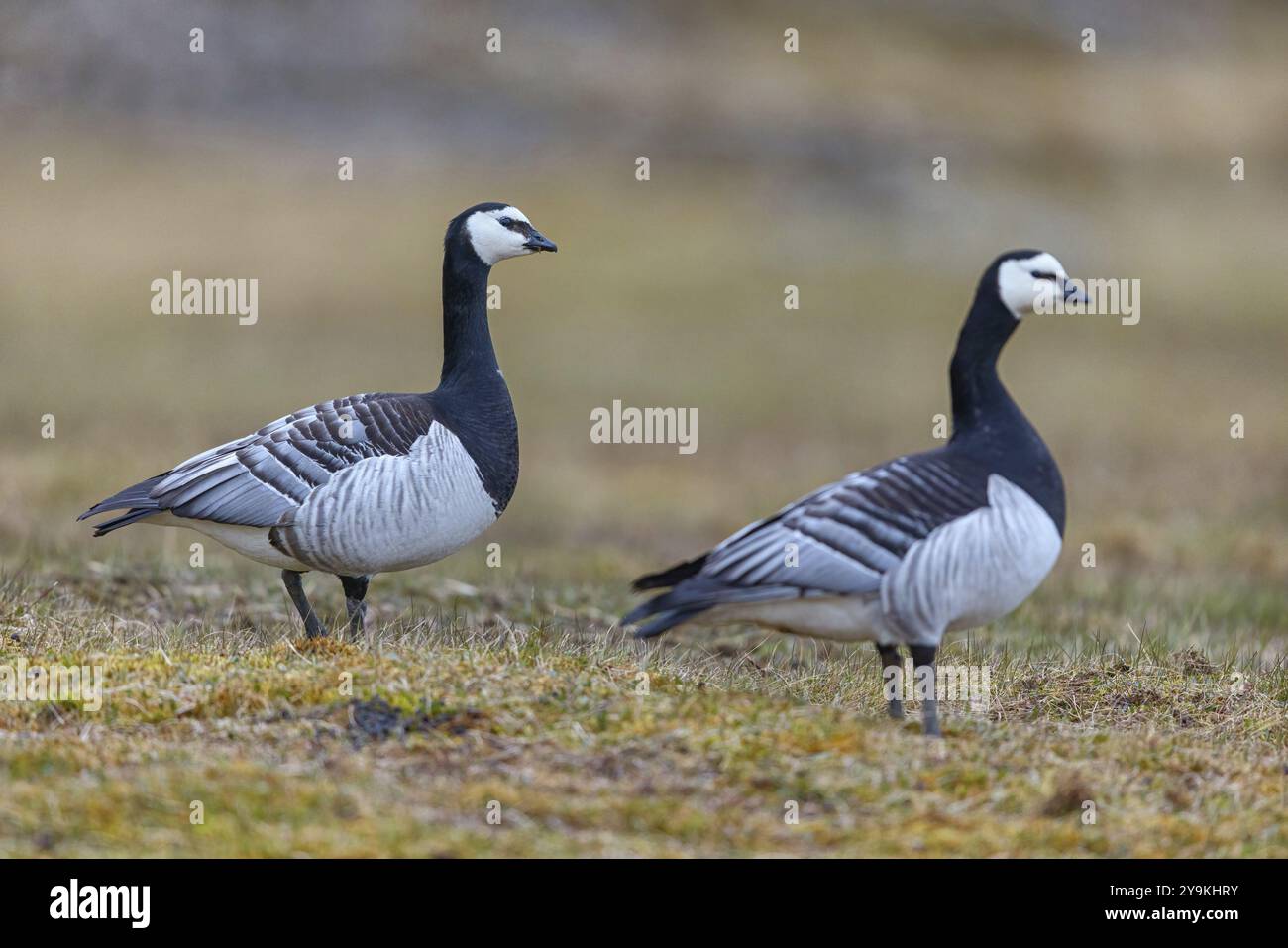 Ducks foraging in lawn hi-res stock photography and images - Alamy