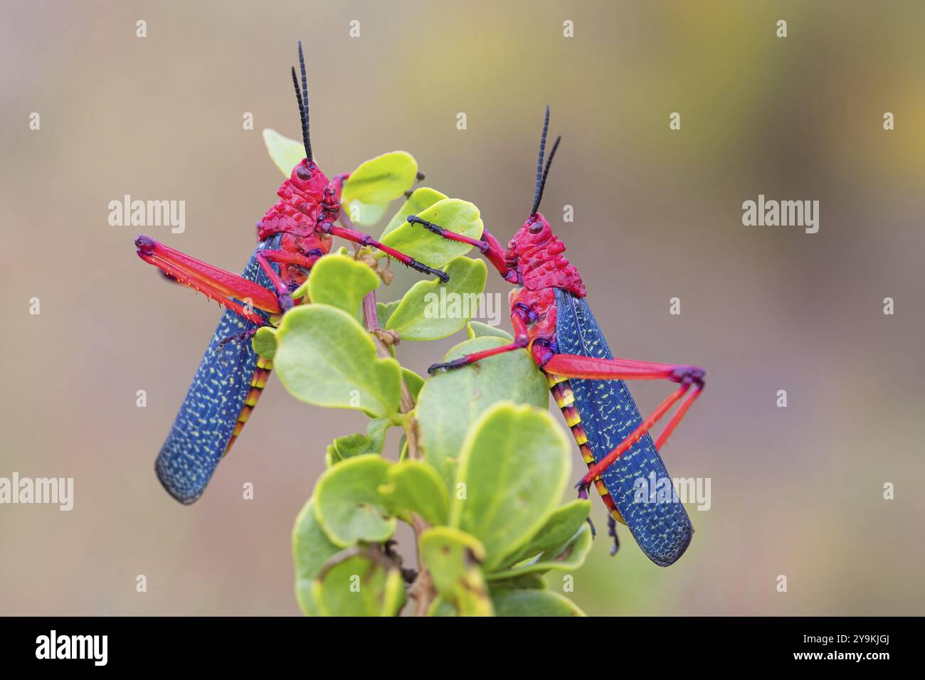 Grasshopper, insect, (Phymateus morbillosus), Africa, South Africa ...