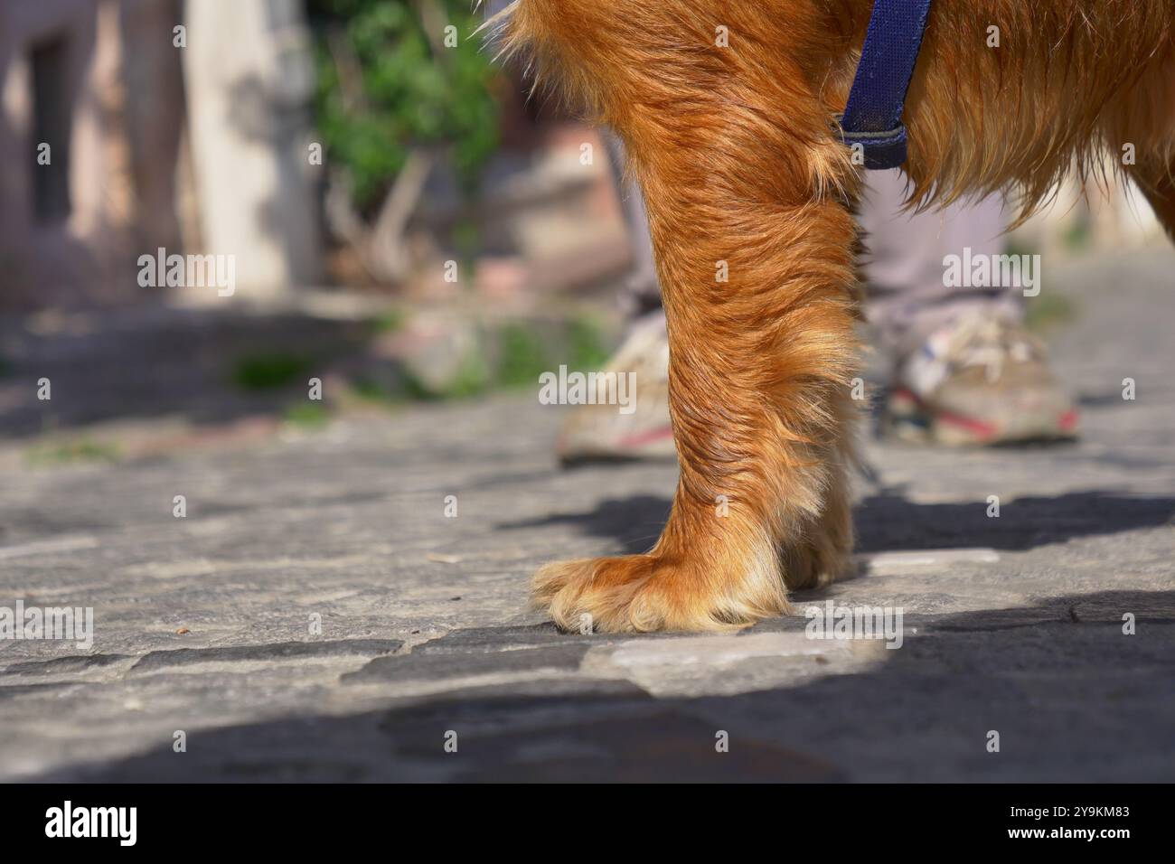 A Golden Dog Paw resting gently on a charming Cobblestone Pathway ...
