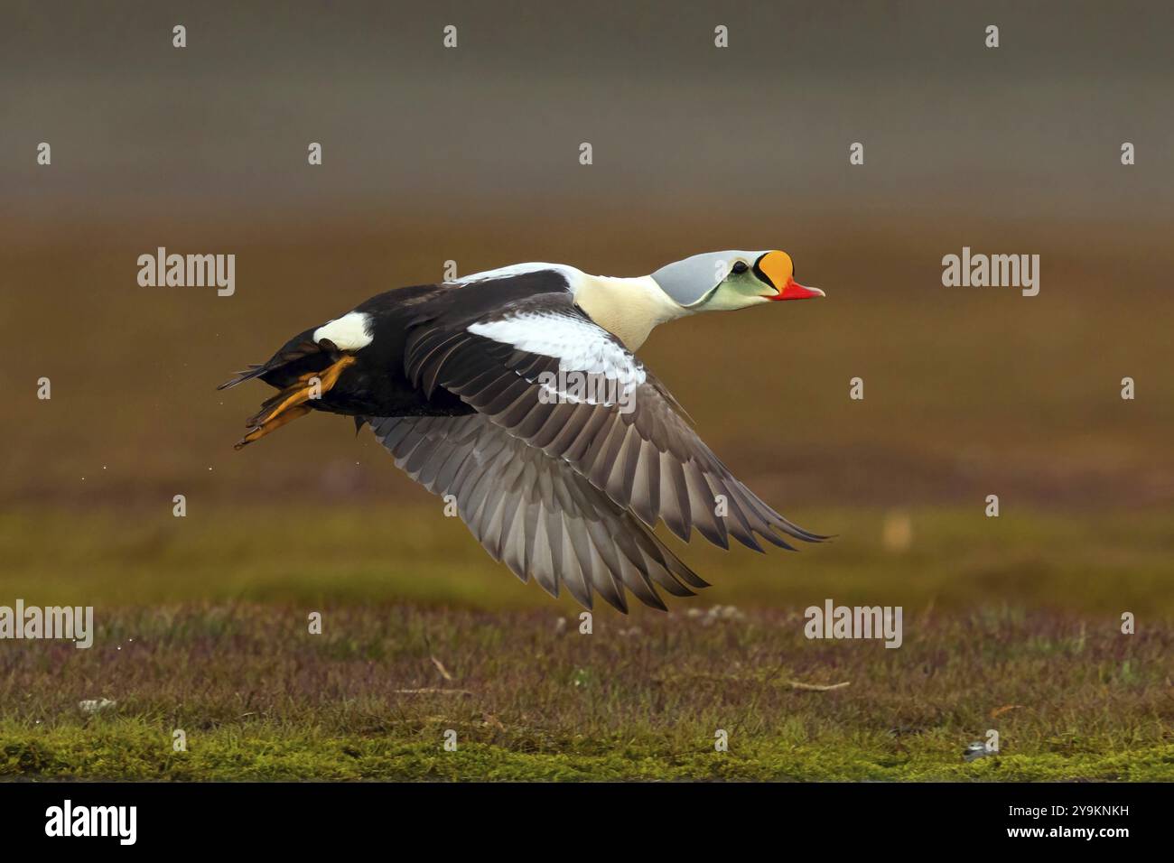 Common eider, (Somateria spectabilis), male, drake, Norway, Spitsbergen ...