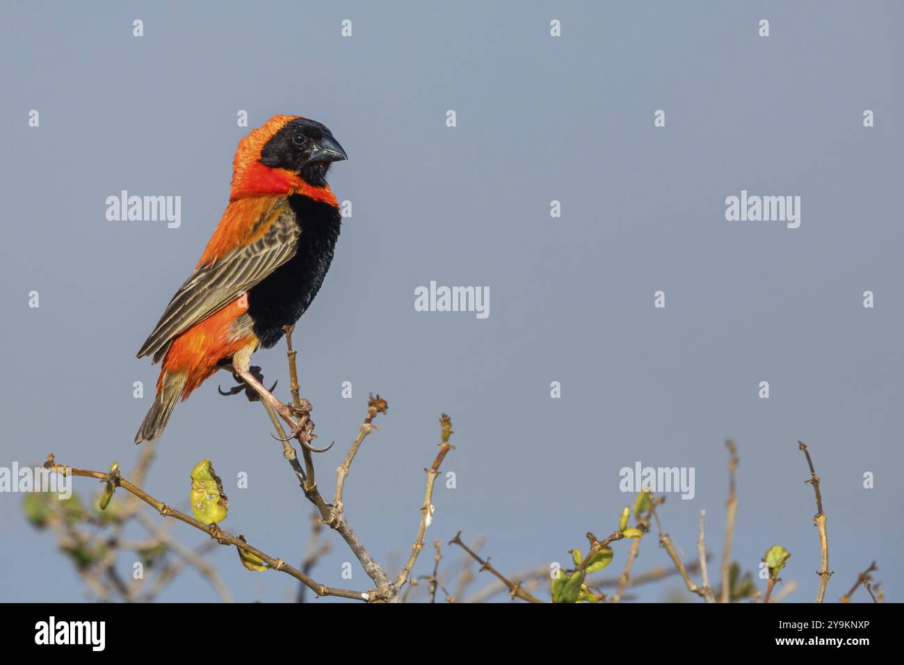 Oryx weaver, (Euplectes orix), Africa, South Africa, weaverbird ...