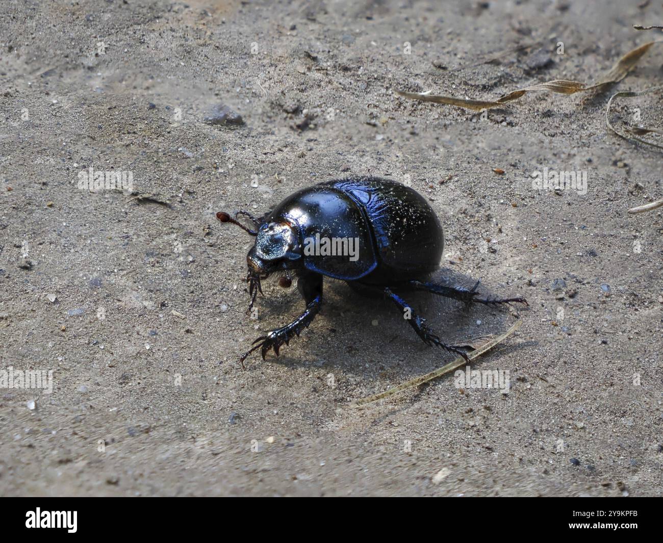 Forest dung beetle (Anoplotrupes stercorosus), macro, North Rhine ...