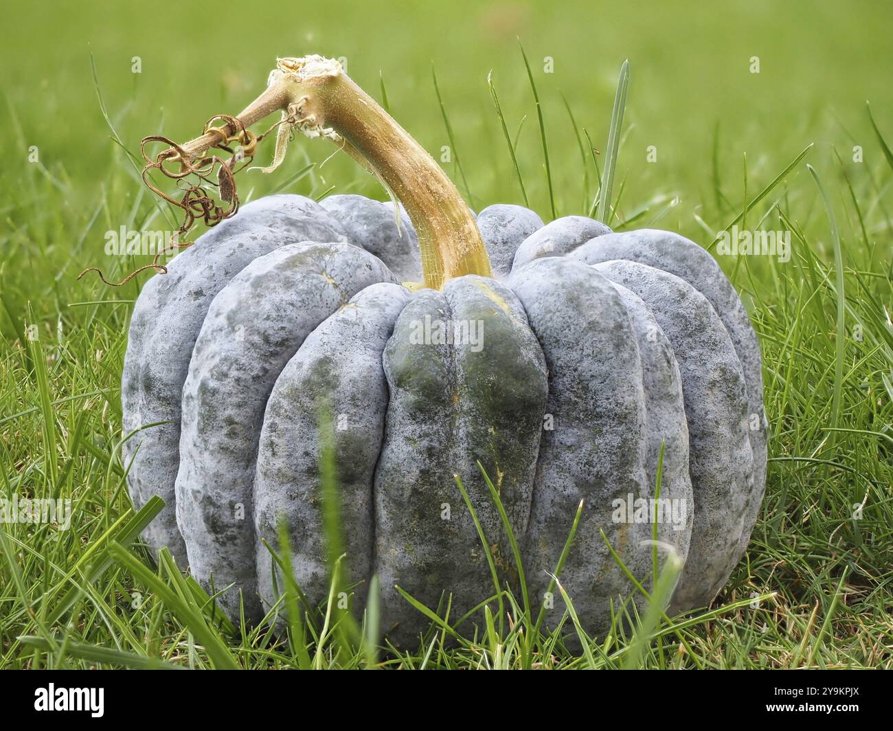 Pumpkin family (Cucurbitaceae), ornamental pumpkin, blurred background ...