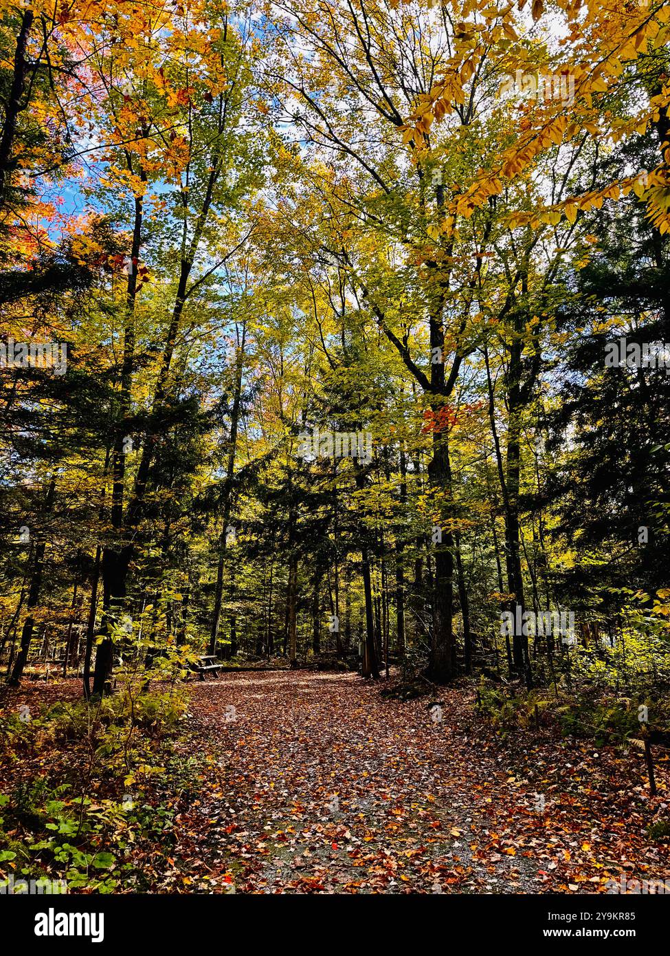 Path in the forest at fall - colorful trees and leaves - Yamaska Park ...