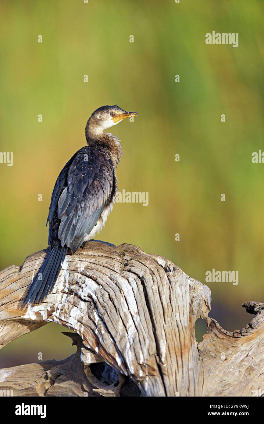 Reed Cormorant, (Microcarbo africanus), Syn: (Phalacrocorax africanus ...