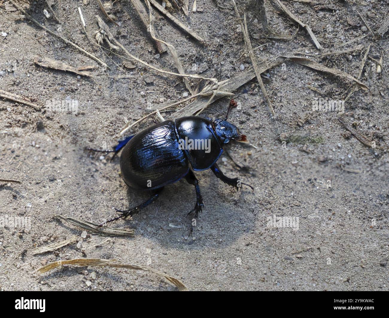 Forest dung beetle (Anoplotrupes stercorosus), macro, North Rhine ...