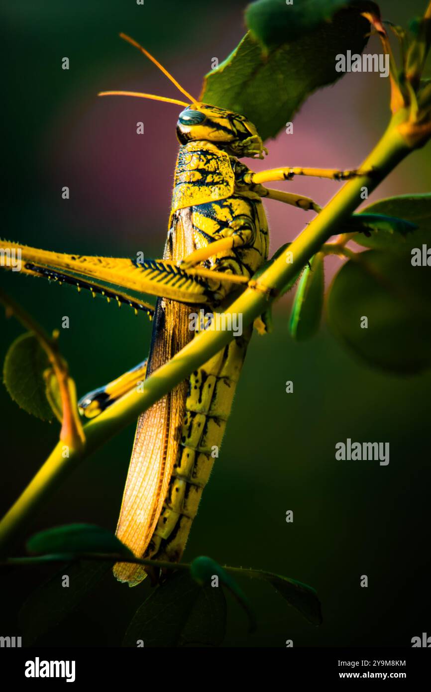 Close-up of a yellow grasshopper perched on a green plant stem. The ...