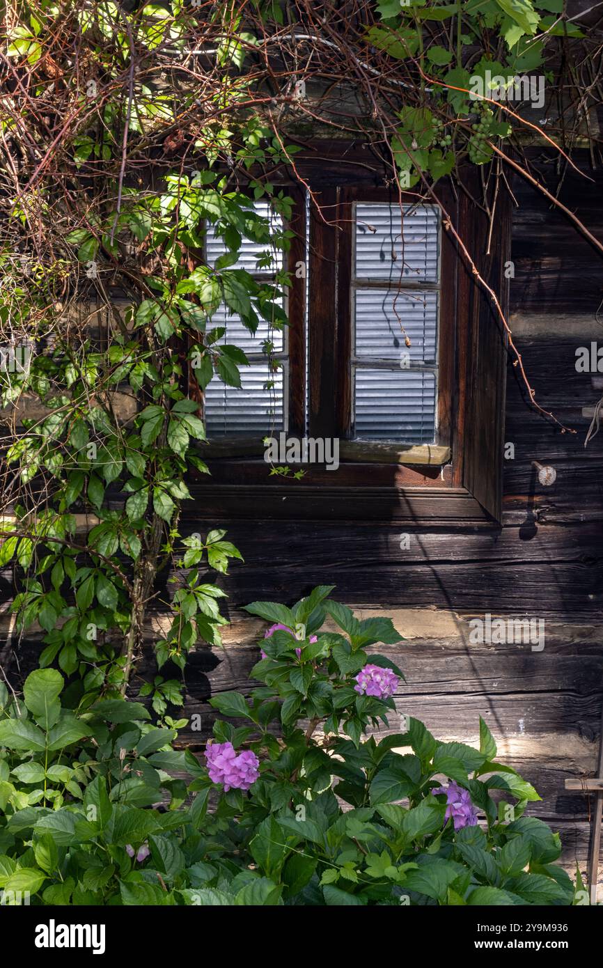 Overgrown old house window with blinds Stock Photo - Alamy