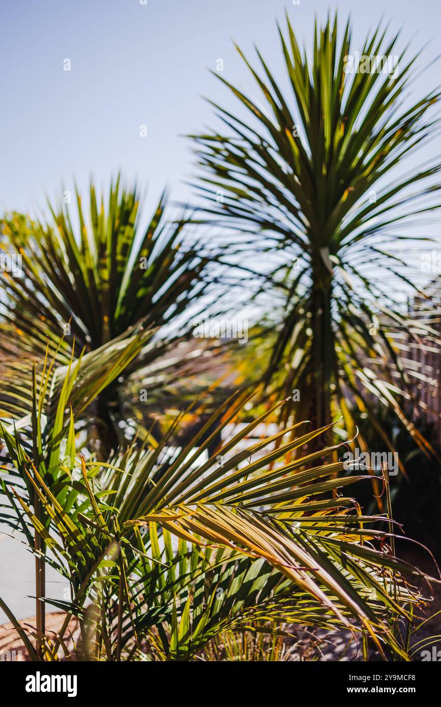 palm tree and cabbage palms in tropical backyard with lots of ...