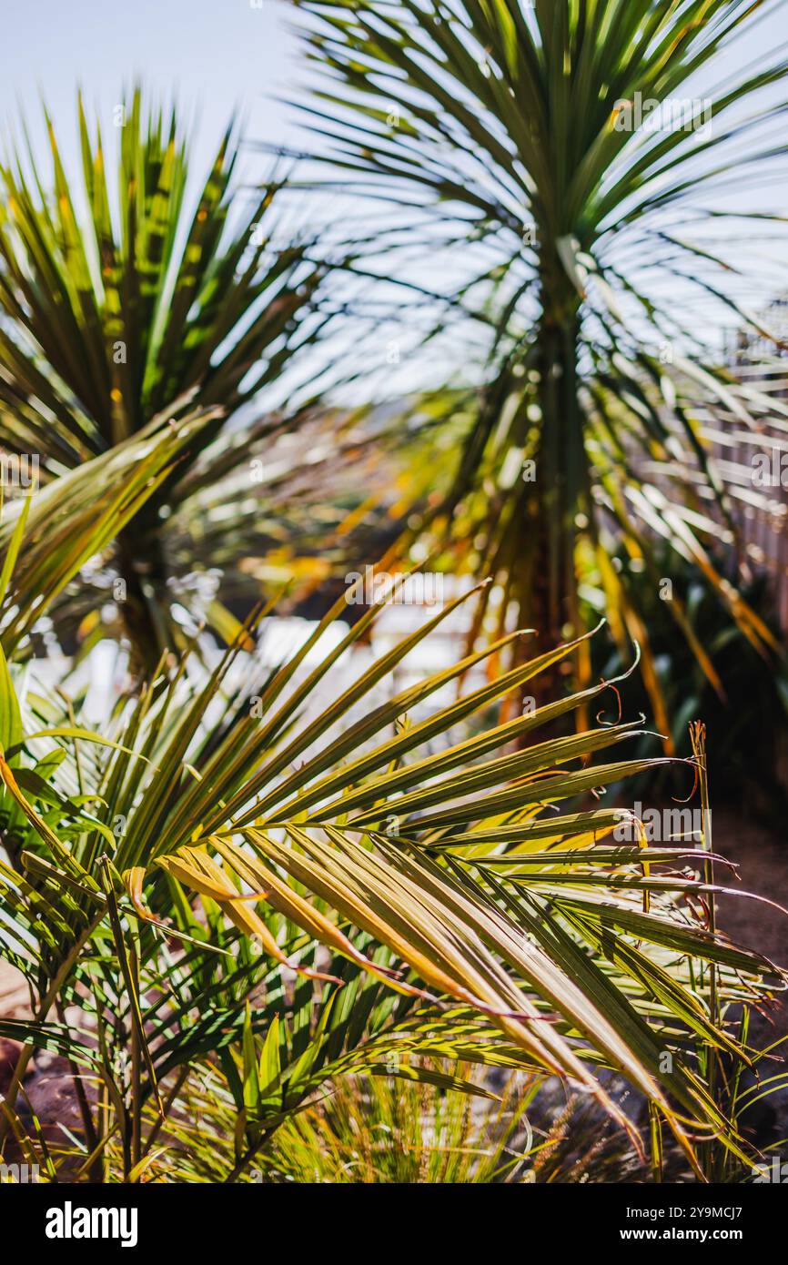 palm tree and cabbage palms in tropical backyard with lots of ...