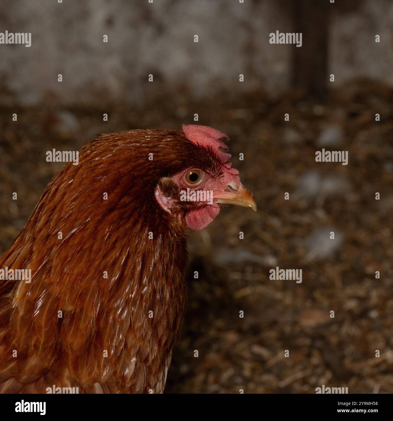 Old Chicken with Floppy Comb passed Laying Stock Photo - Alamy