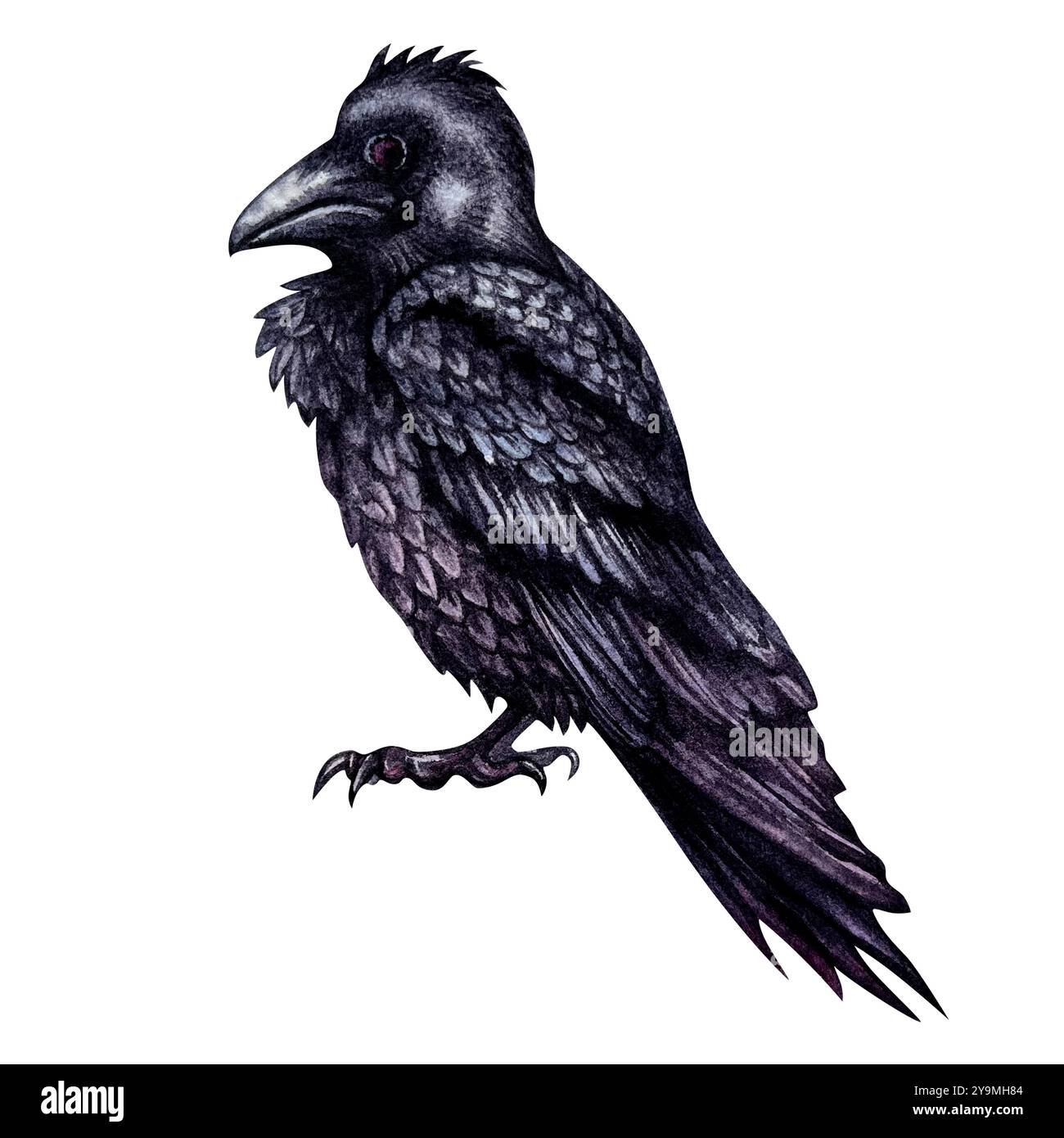 Black raven. Watercolor illustration of smart black birds in a ...