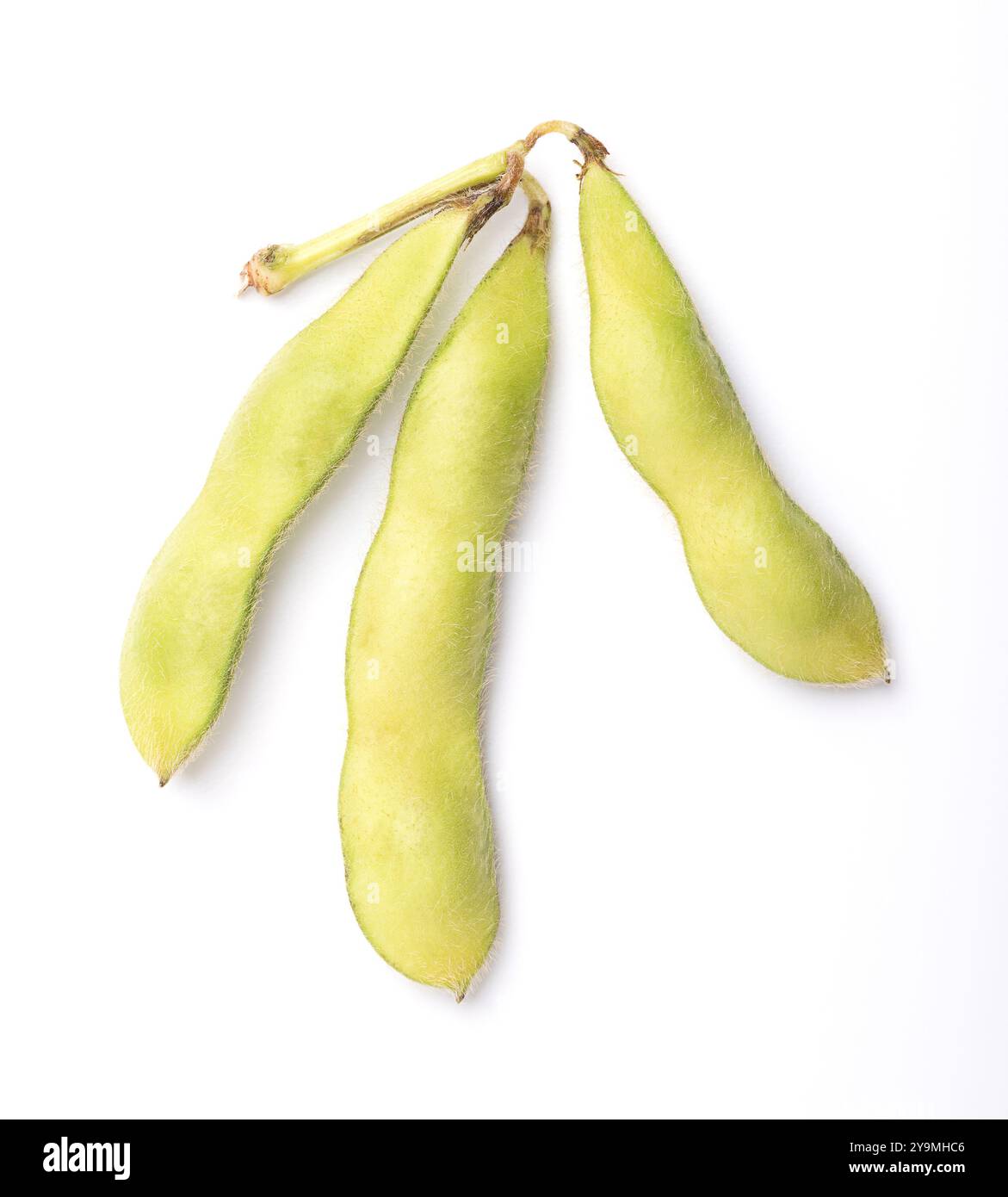 Fresh pods of edamame, green soybeans, from above. Raw and uncooked ...