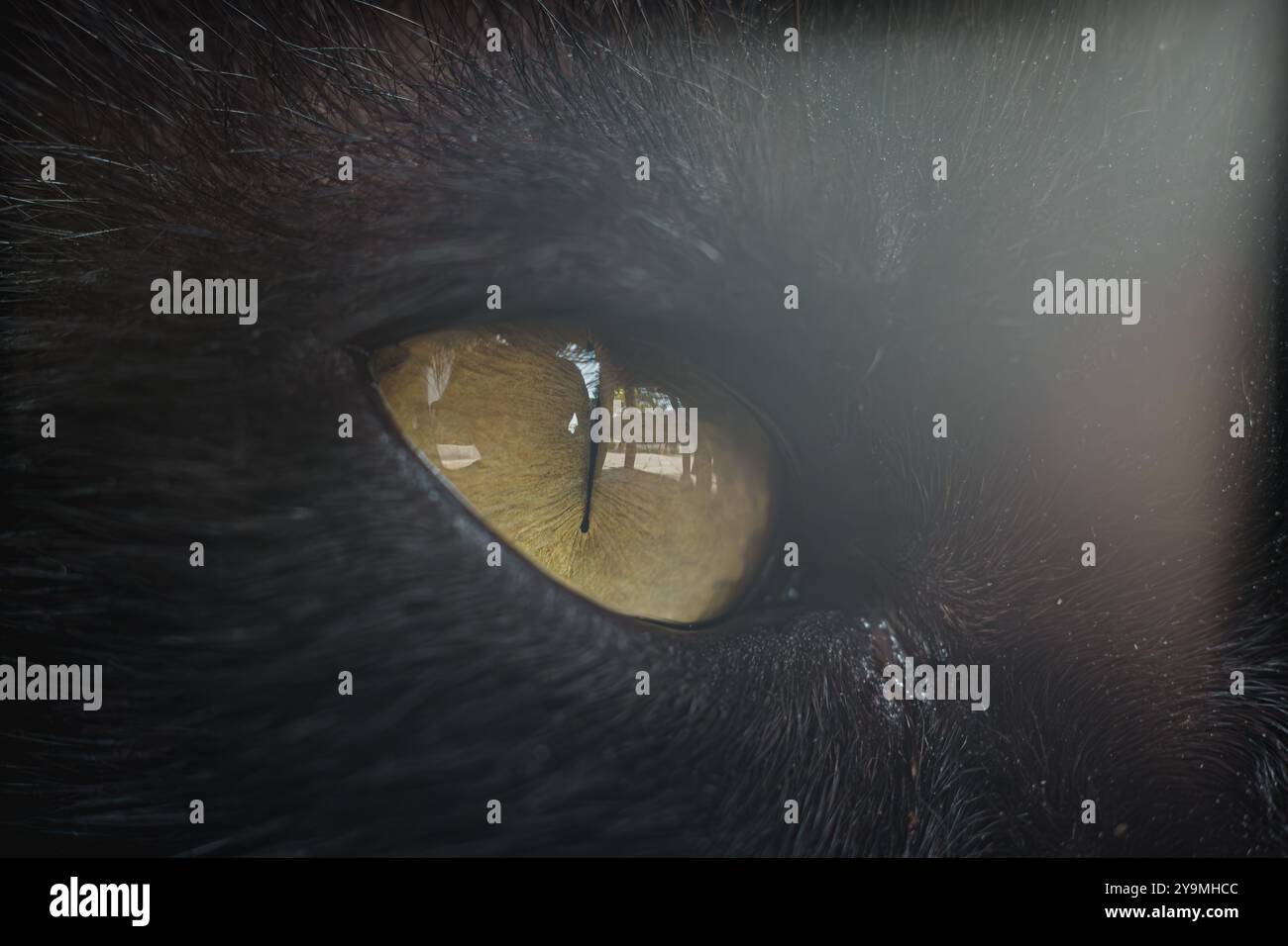 Black cat wallpaper hi-res stock photography and images - Alamy