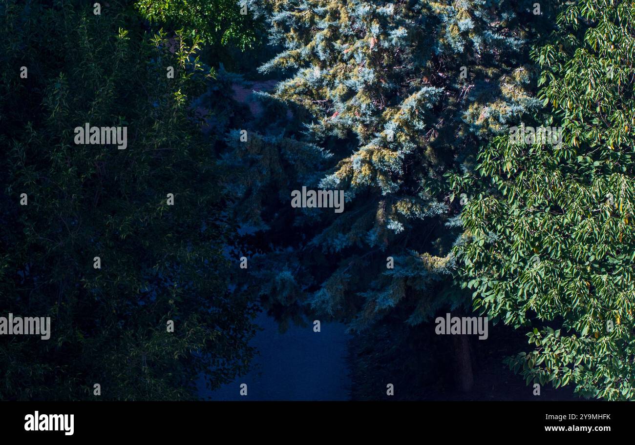 Framed Asphalt Road by Evergreen Trees: A Play of Light and Shadow ...