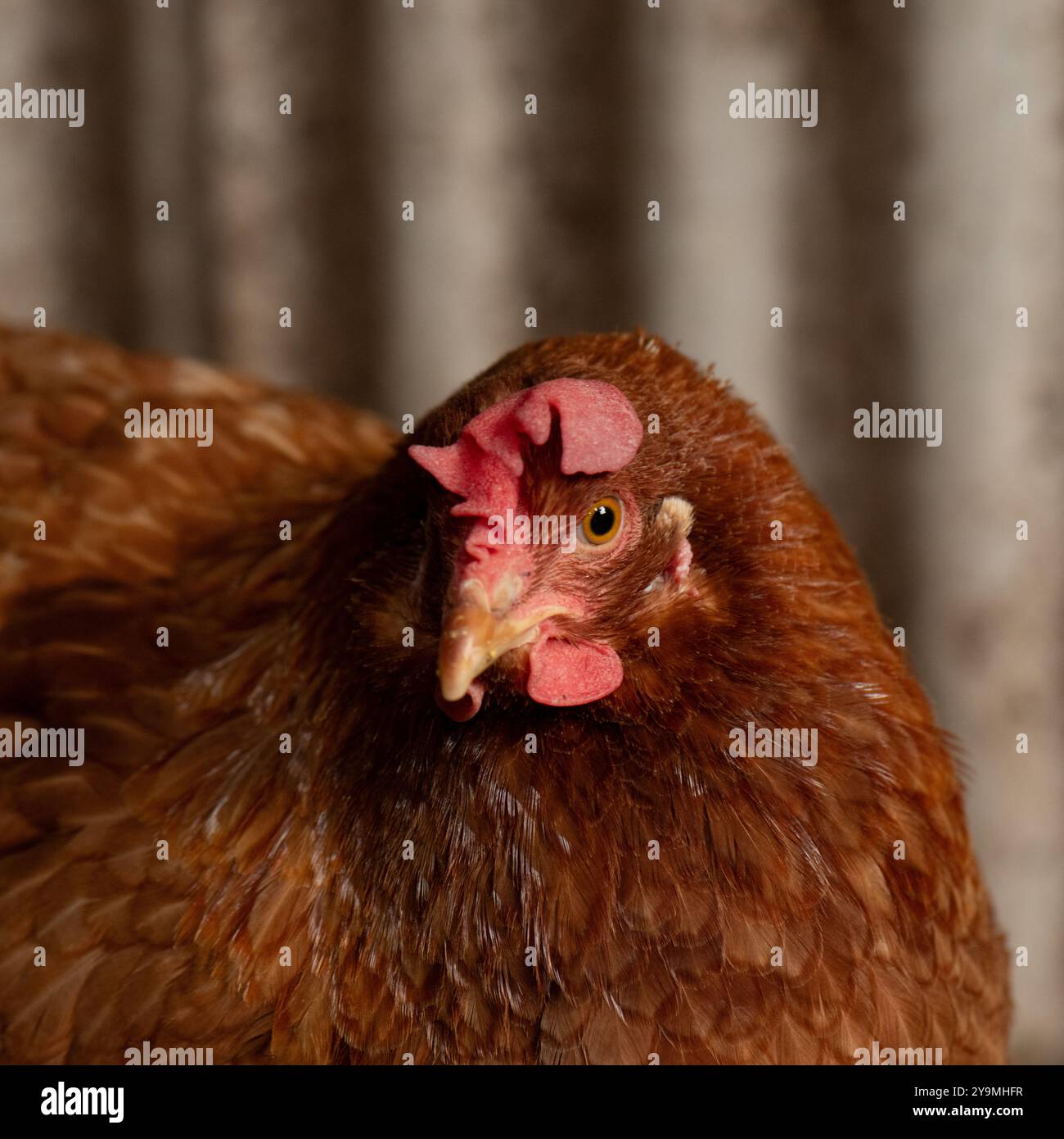 Old Chicken with Floppy Comb passed Laying Stock Photo - Alamy