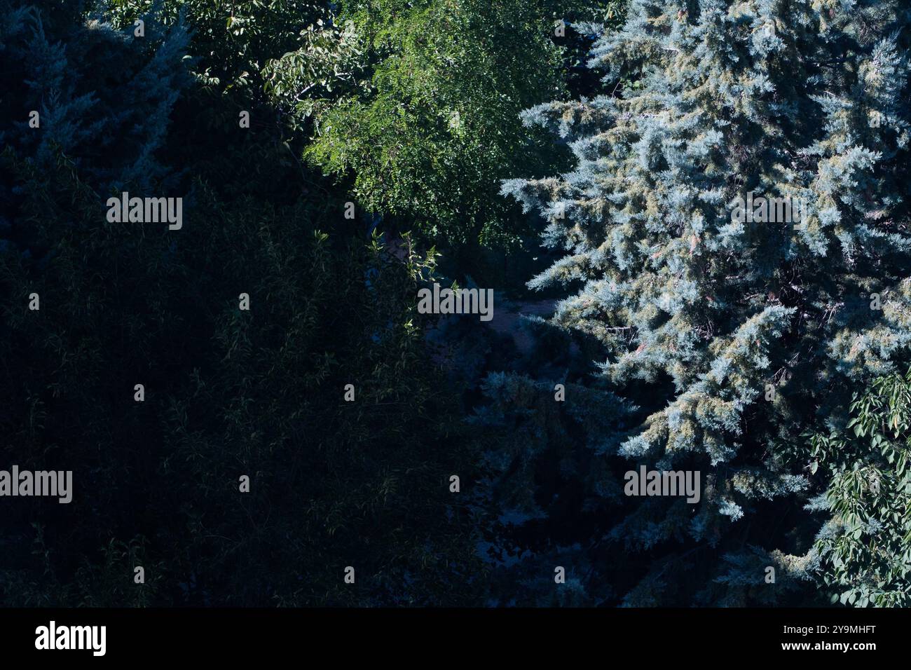 Evergreen Trees Divided by Morning Sunlight: A Duality Concept in ...