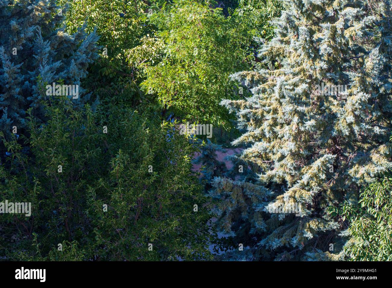 Evergreen Trees Divided by Morning Sunlight: A Duality Concept in ...