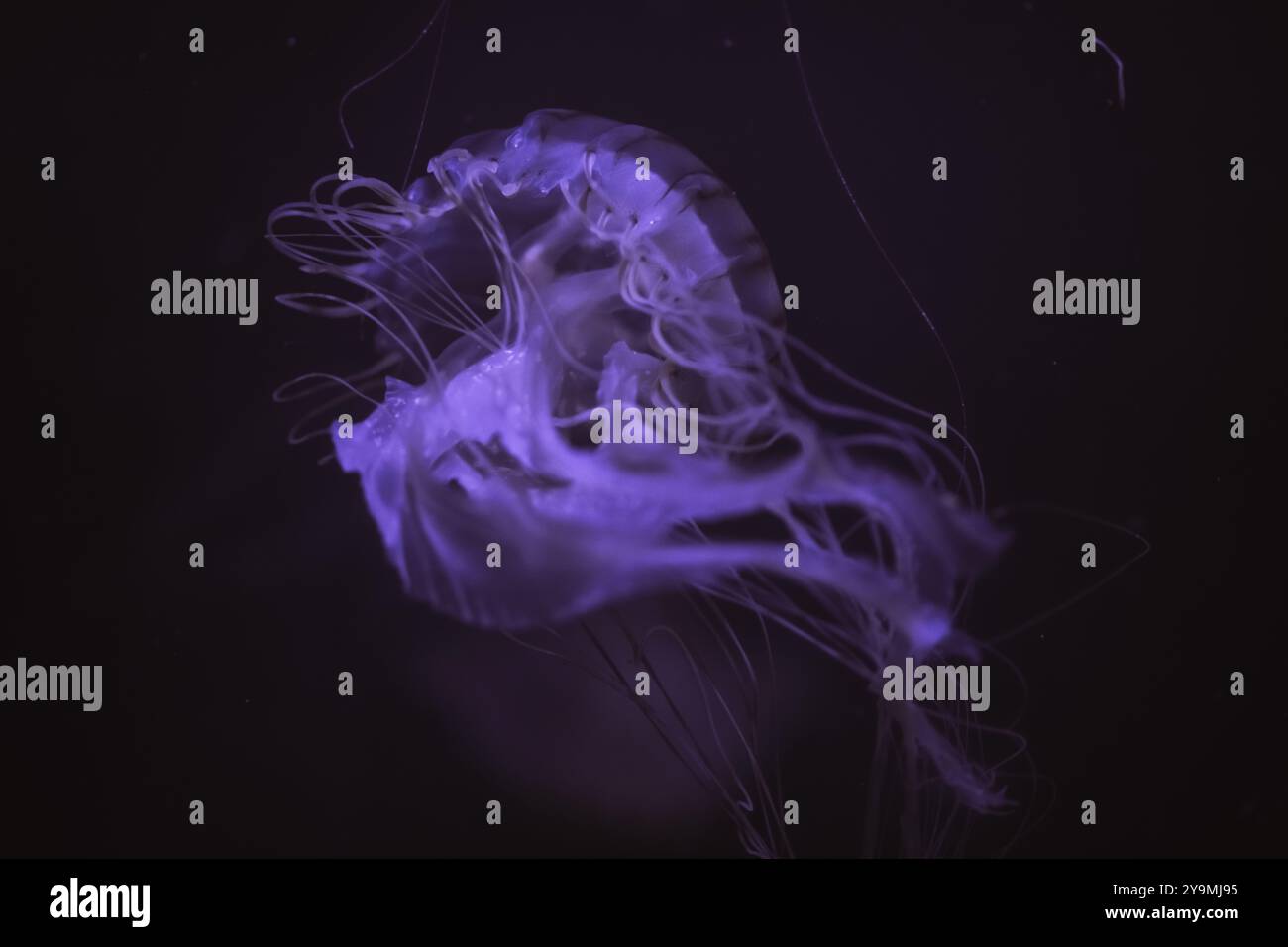 Jellyfish are mesmerizing marine creatures with bell-shaped bodies and ...