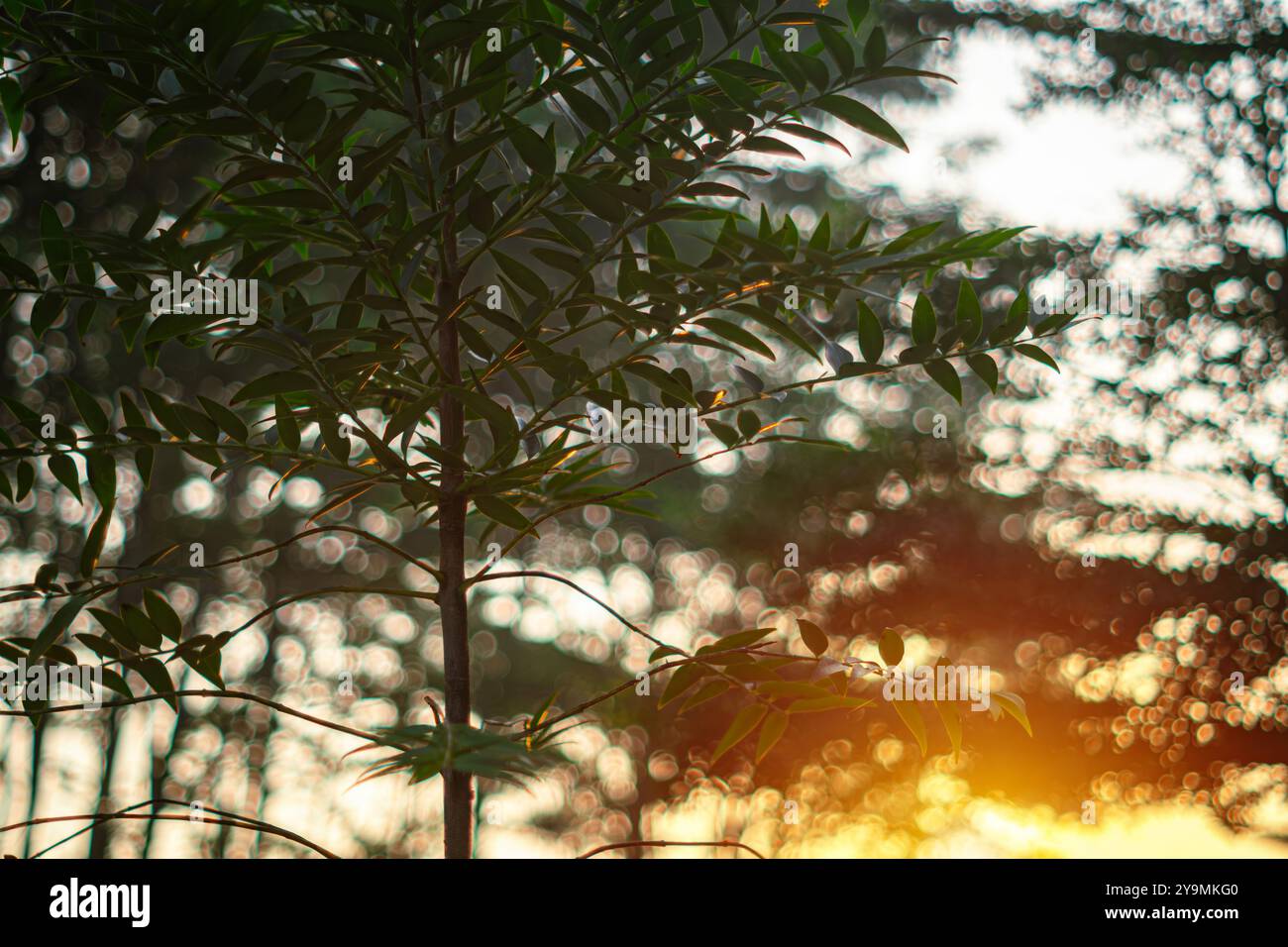 Tree branch with the sunbeam through the leaves and rounded bokeh ...