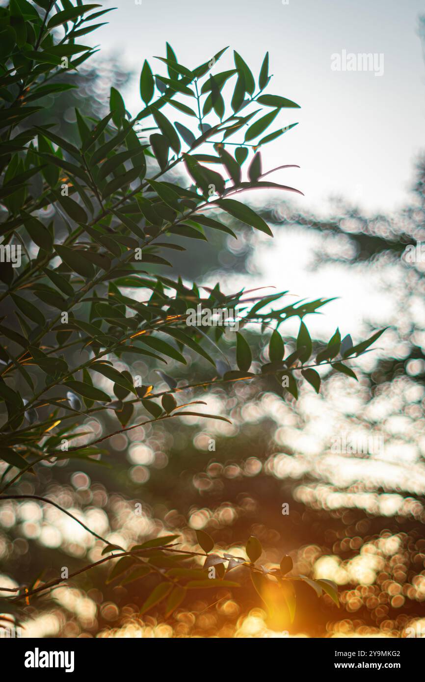 Tree branch with the sunbeam through the leaves and rounded bokeh ...