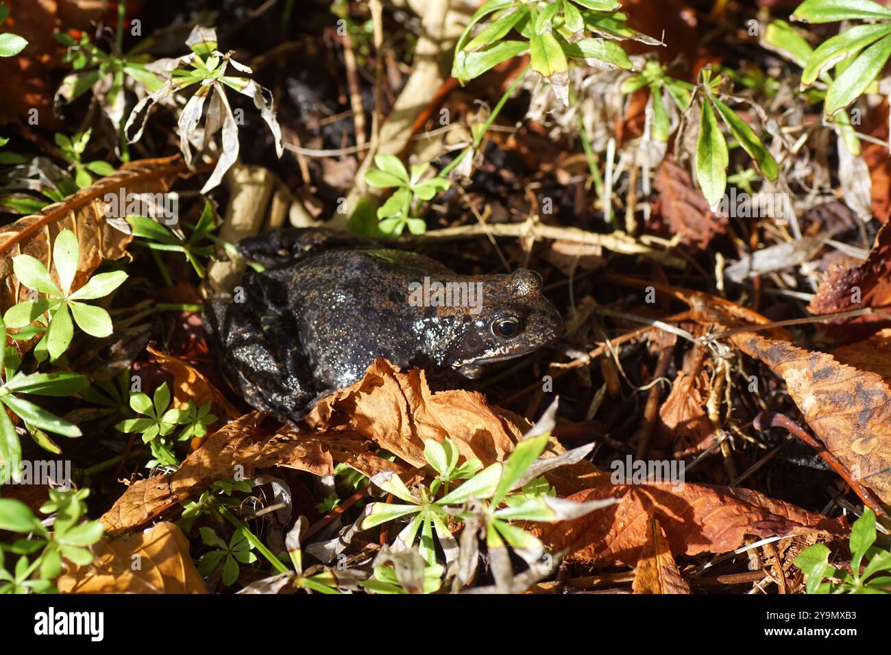 Common frog (Rana temporaria). Family true frogs (Ranidae). Between ...