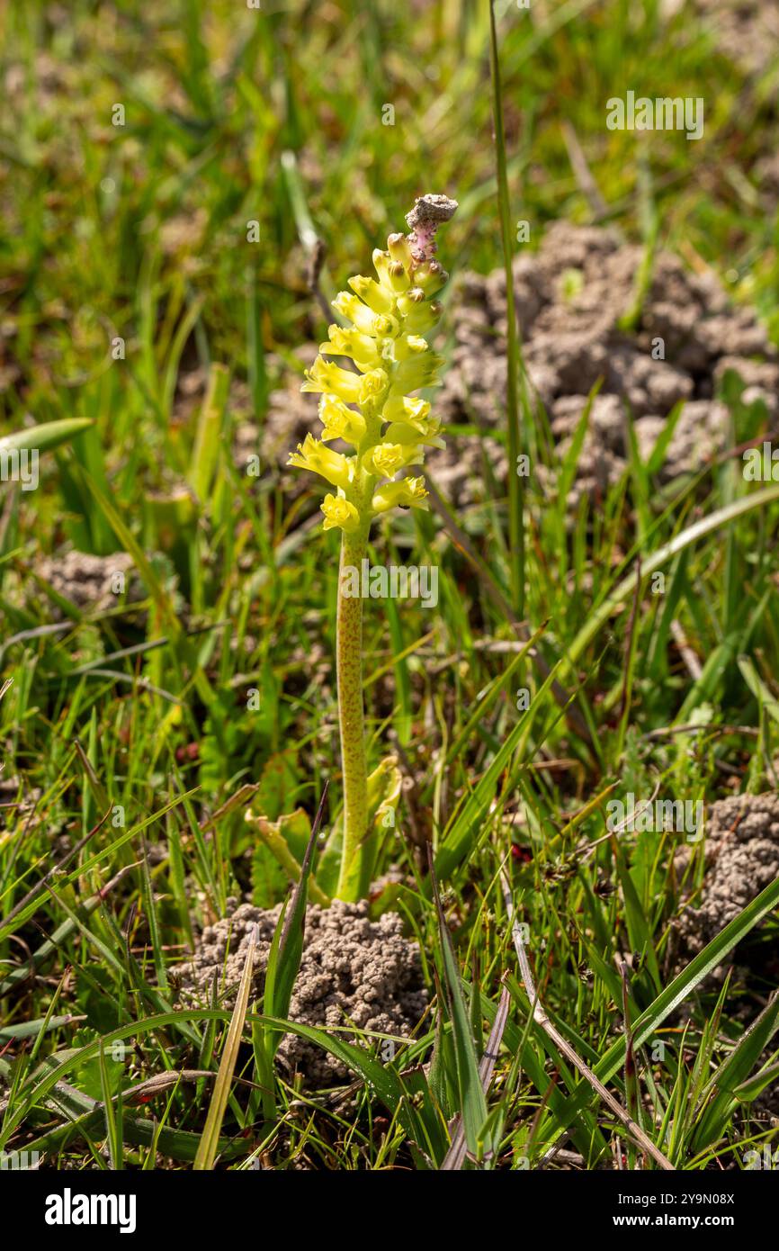 Flower of a Lachenalia in natural habitat near Malmesbury in the Western Cape of South Africa ...