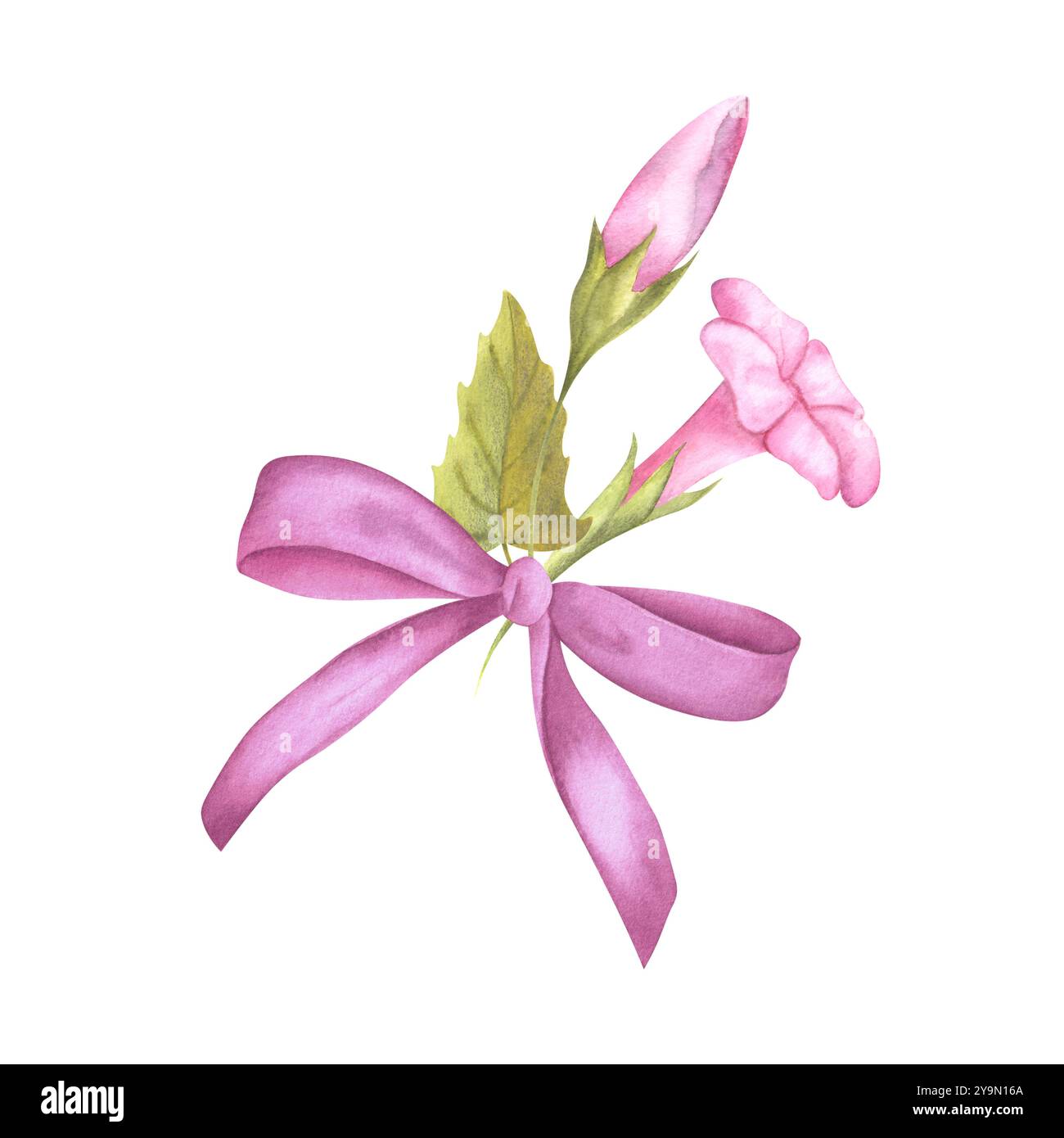Pink morning glory Convolvulus and bow. Hand-drawn watercolor composition isolated on white ...