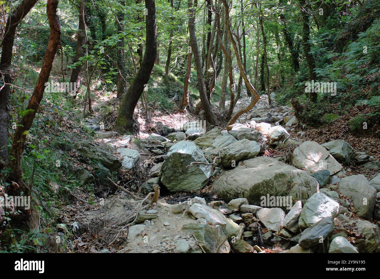 The path of the centaurs (after Cyclone Daniel) Portaria Pelion Greece ...