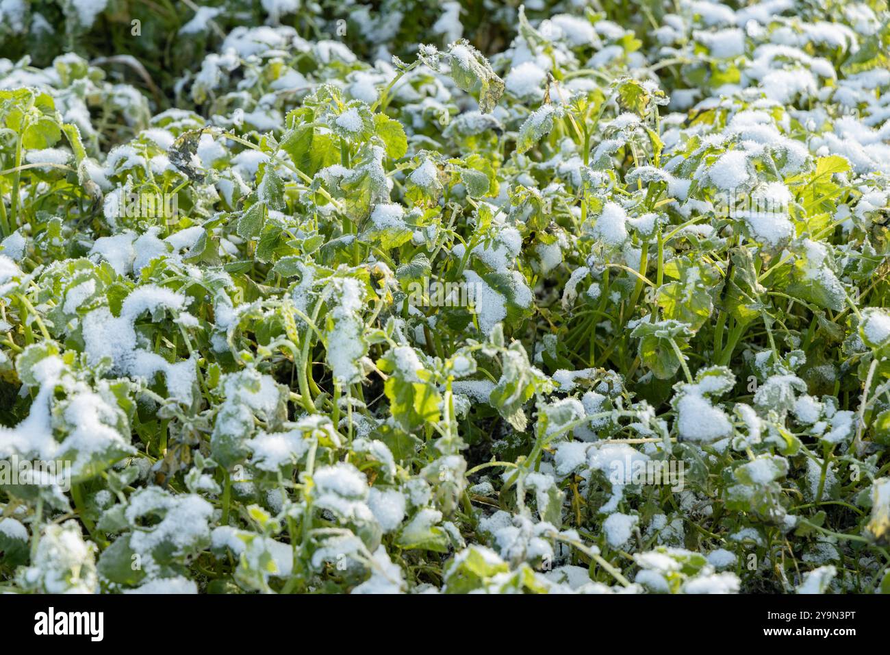 Mustard winter green manure cover crop plants growing with snow cover ...