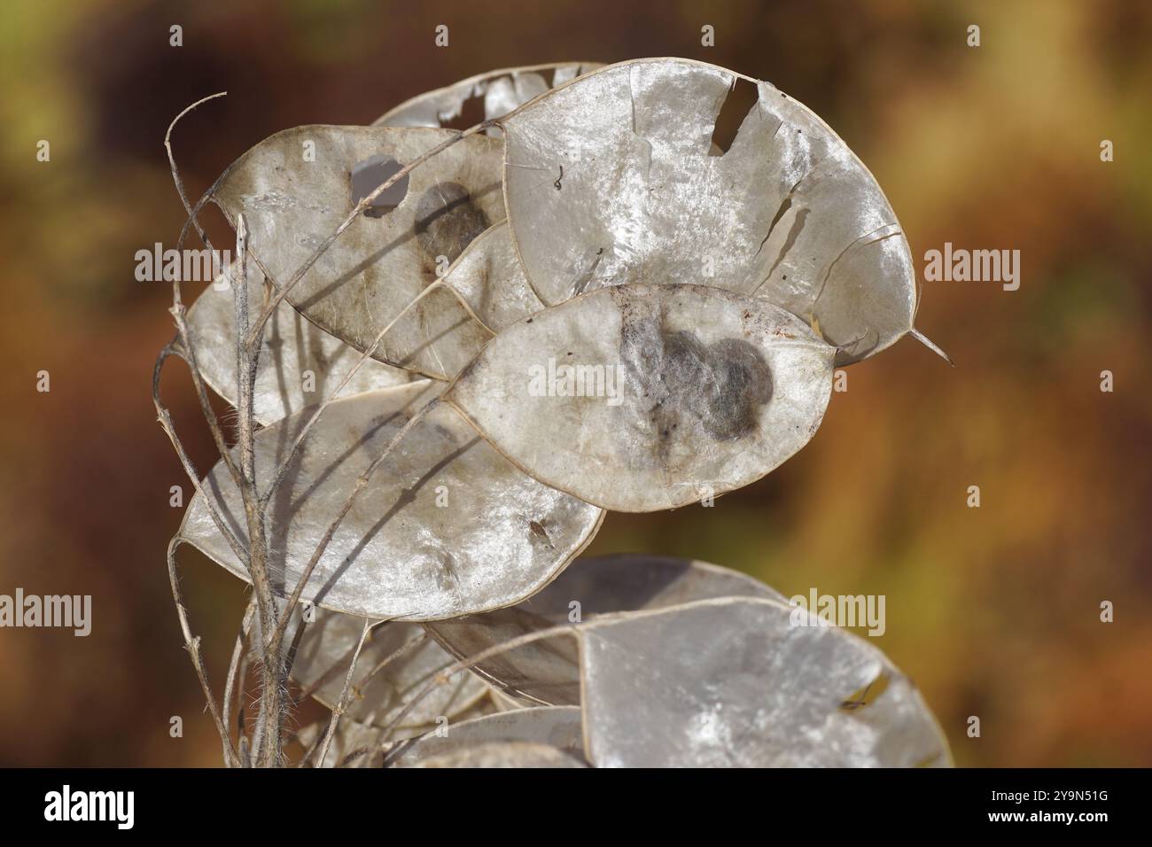 Distinctive papery seed pods (silicles), seeds of honesty or annual ...