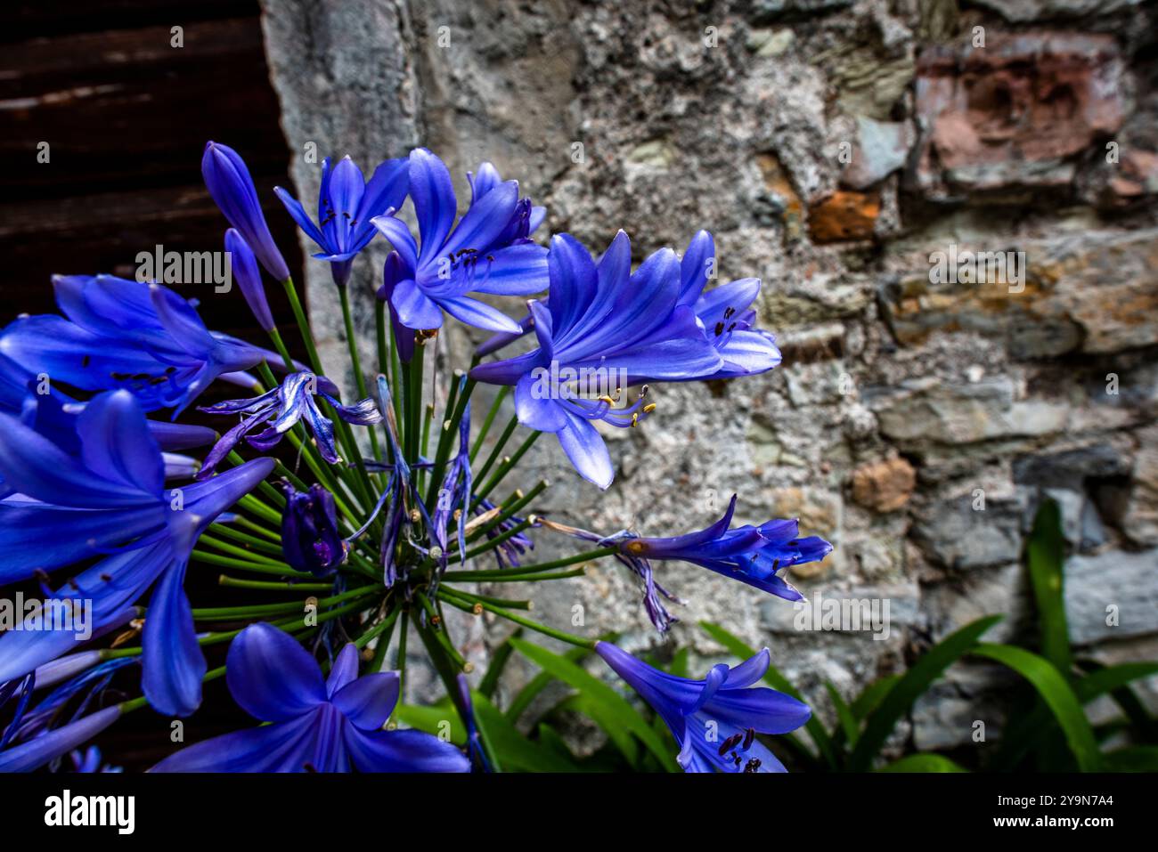 Willd amaryllidaceae hi-res stock photography and images - Alamy