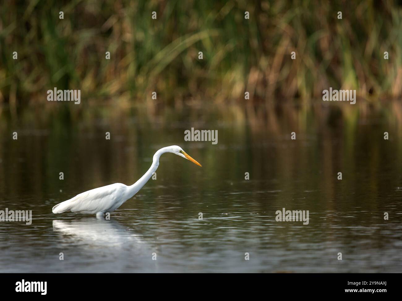 Large Egret fishing in a lagoon Stock Photo - Alamy