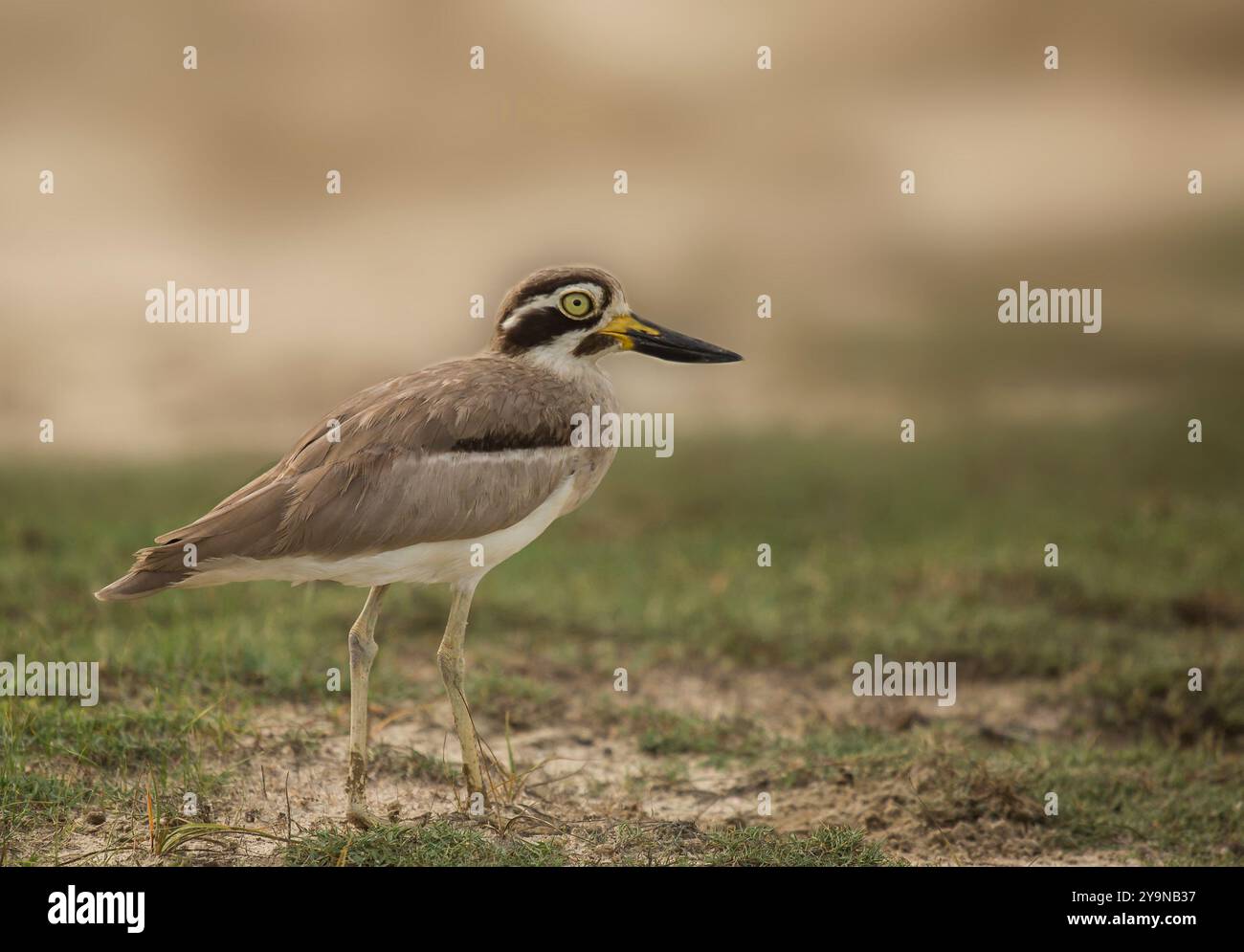 Mannar hi-res stock photography and images - Alamy