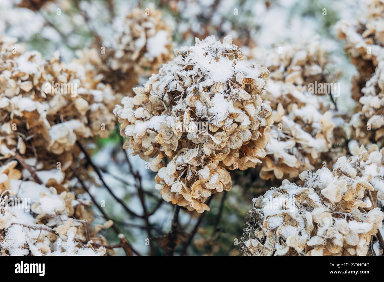 The withered inflorescences of a hydrangea are covered with snow Stock ...
