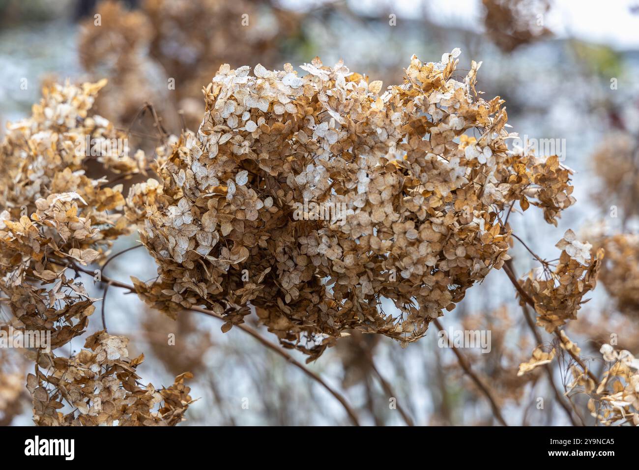 The withered inflorescences of a hydrangea are covered with snow Stock Photo - Alamy