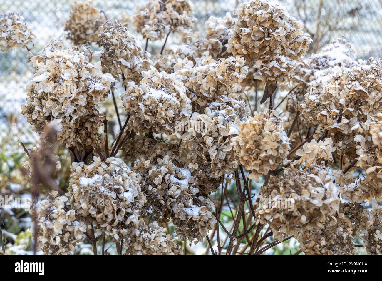 The withered inflorescences of a hydrangea are covered with snow Stock Photo - Alamy