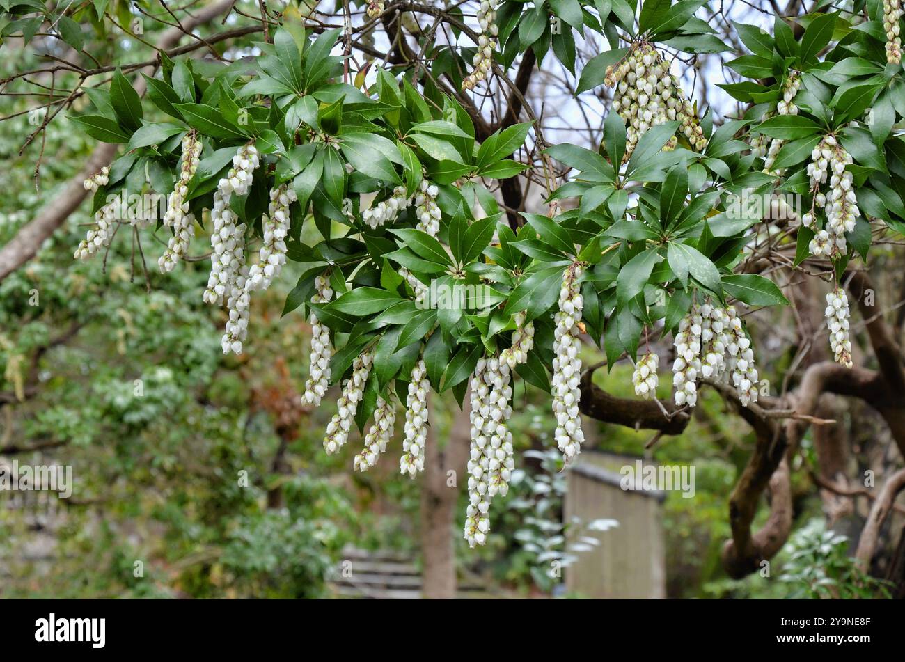 Pieris japonica, the Japanese andromeda or Japanese pieris, is a ...