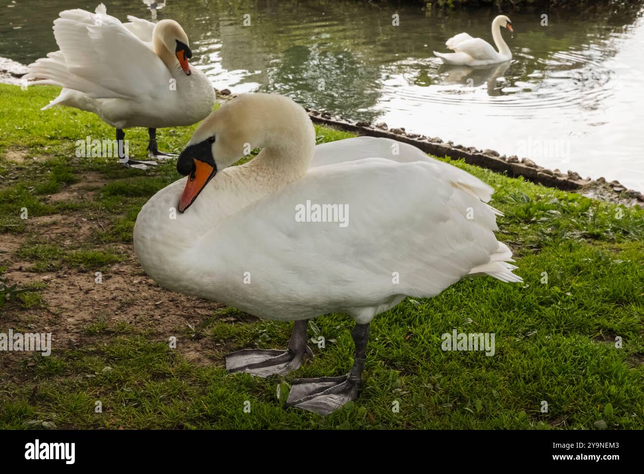 England, Kent, Dover, Kearsney Abbey Gardens, Swan Stock Photo - Alamy