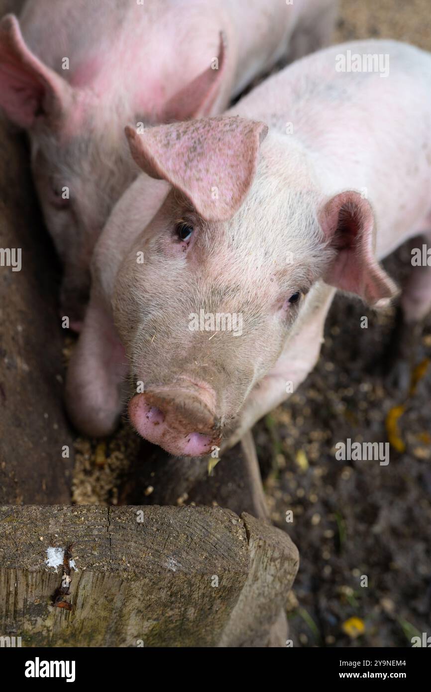 Hungry pig hi-res stock photography and images - Alamy