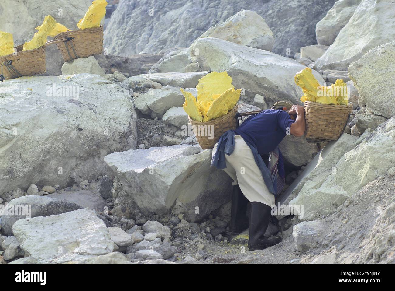 Sulfur miners in the Ijen crater carrying sulfur mining products ...