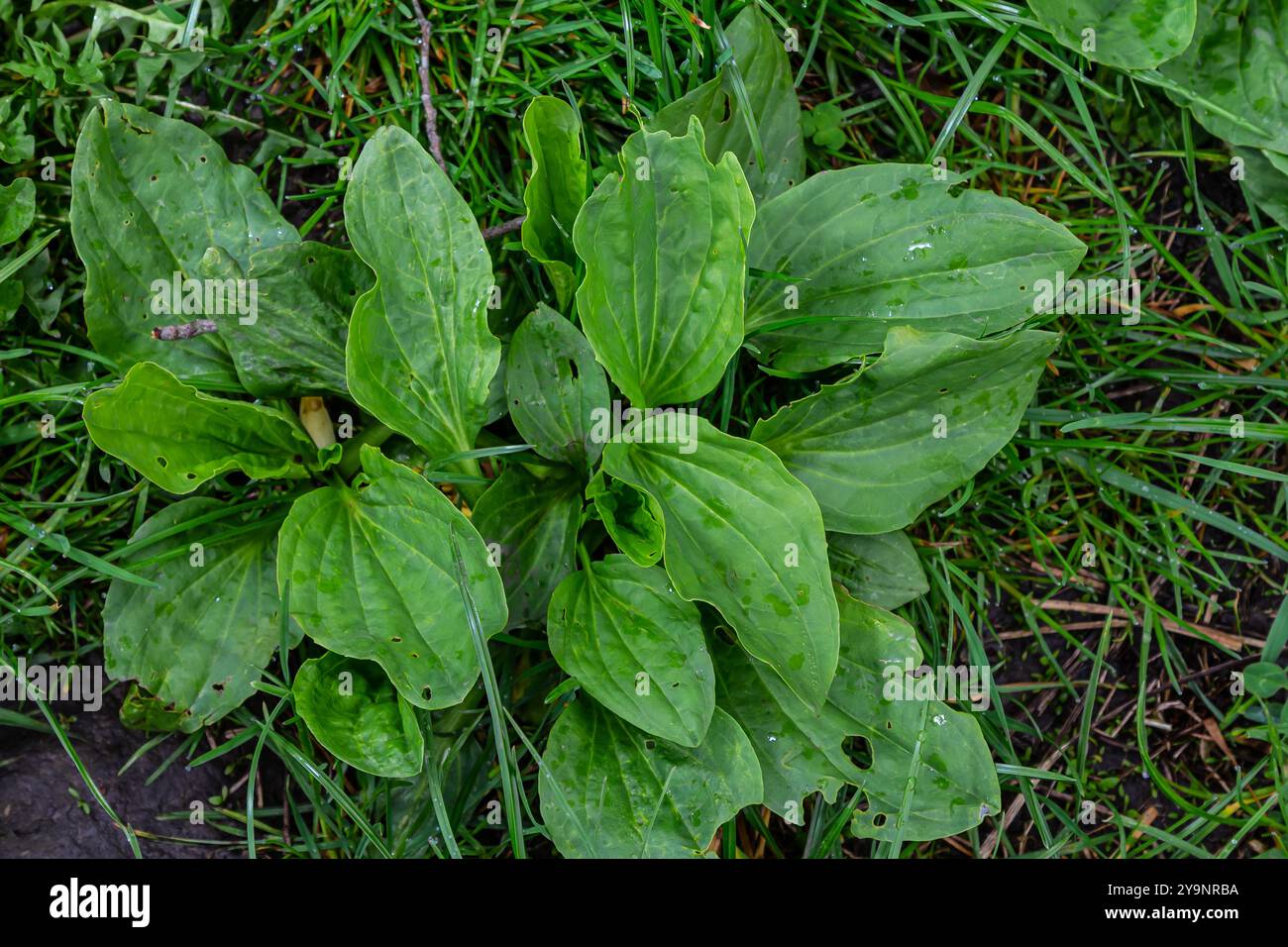 Greater Plantain, Waybread Plantago major tree and Thailand herb has ...