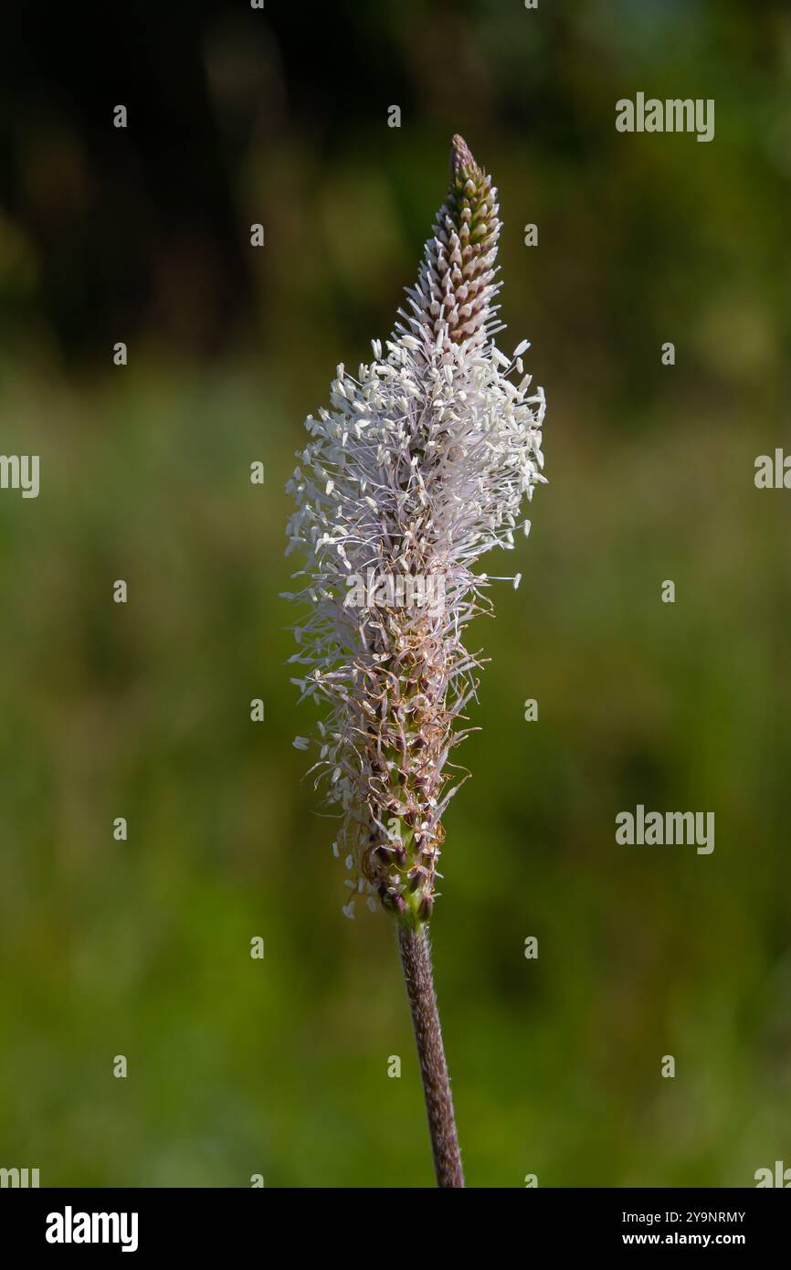A close up of the wildflower Ribwort plantain, Plantago lanceolata ...
