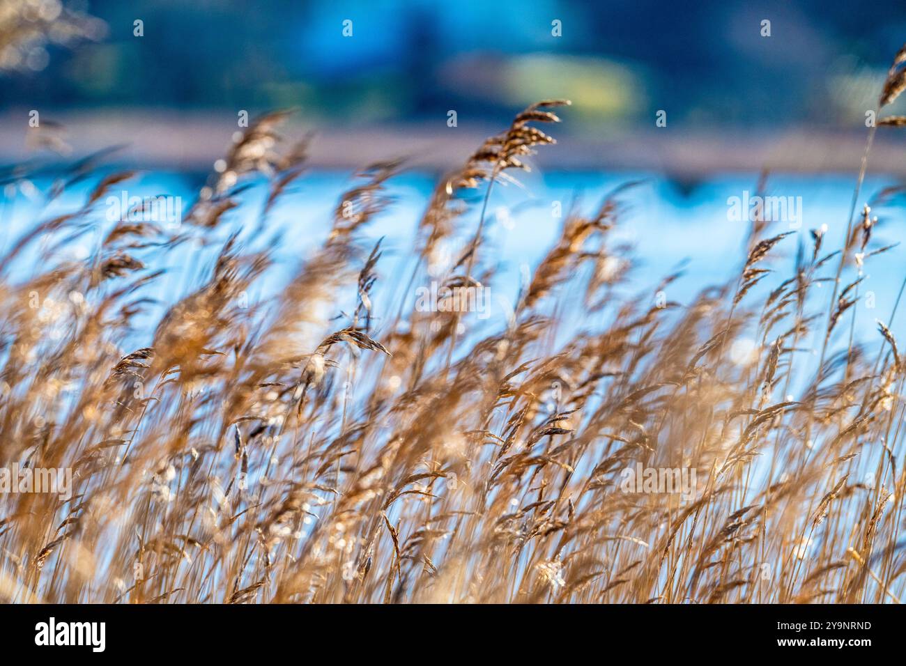 Sunny coast blowing tree hi-res stock photography and images - Alamy