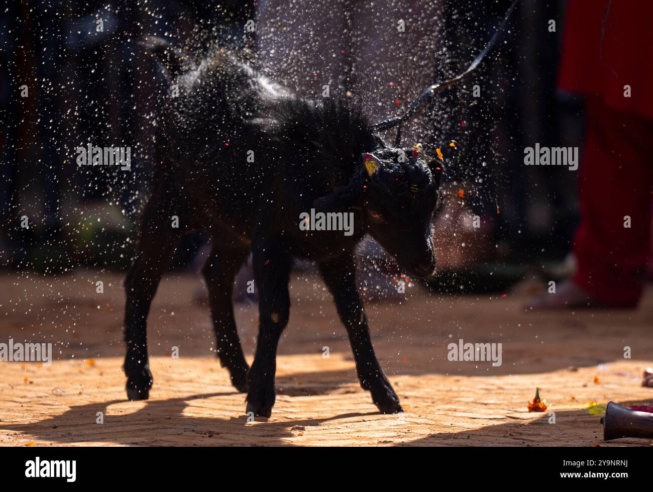 A sacrificial goat shakes off holy water splashed by a priest as part ...