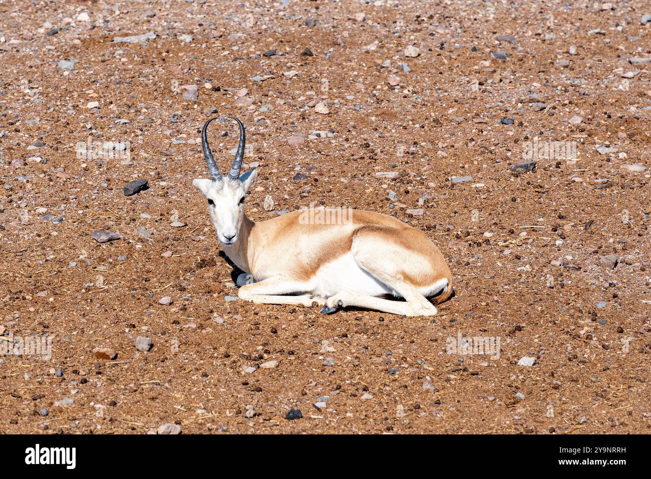 Saiga antelope with long curved horns rests on the ground. The animal ...