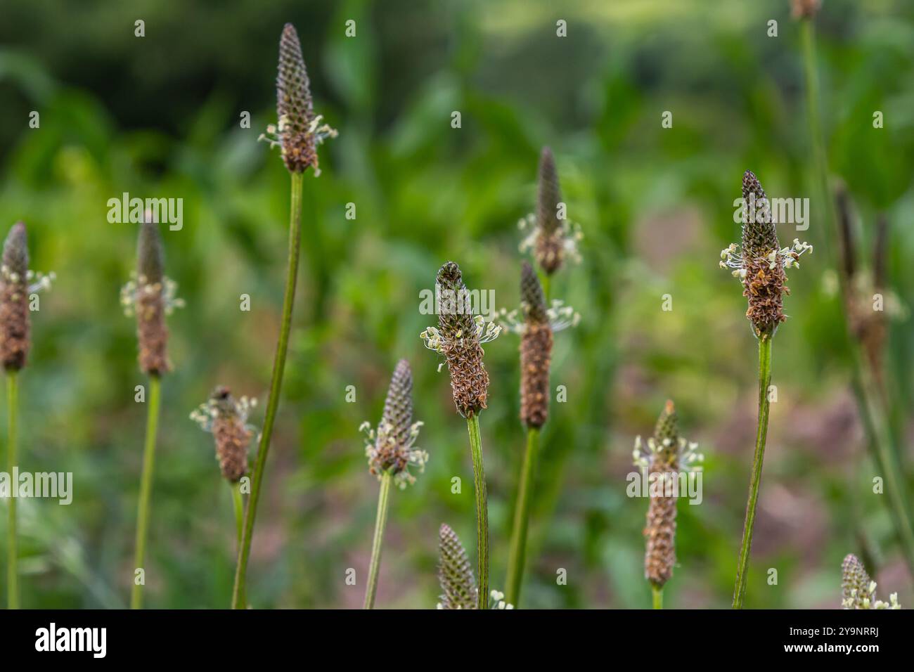 A close up of the wildflower Ribwort plantain, Plantago lanceolata ...